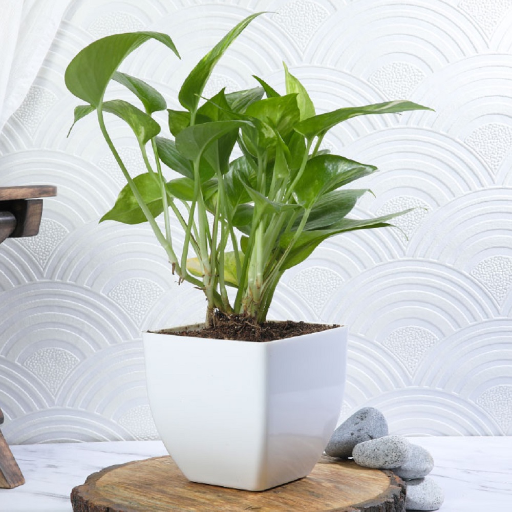 Order Money Plants online | Get same day delivery PAN India in 3 hours