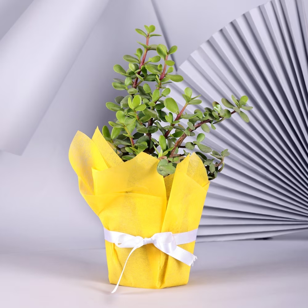 Order Pure Jade Plant online | Get same day delivery PAN India in 3 hours