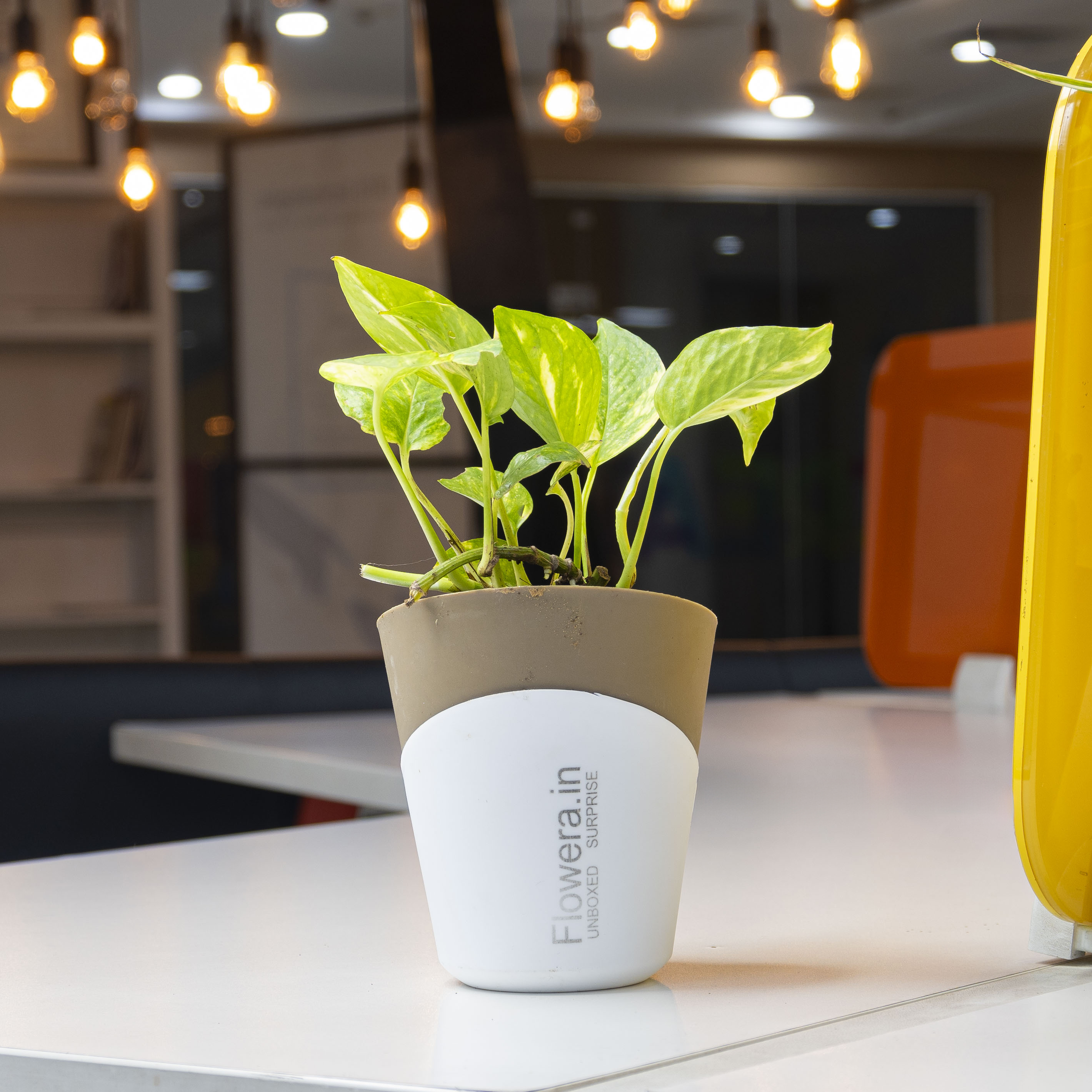 Order Money Plant Golden With Self Watering Pot online | Get same day ...