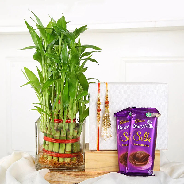 Order Rakhi With Bamboo Plant online | Get same day delivery PAN India ...